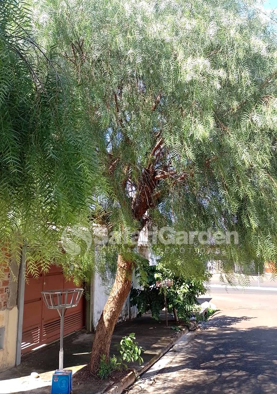 Chorão árvore: 3 passos para plantar sem danificar o quintal